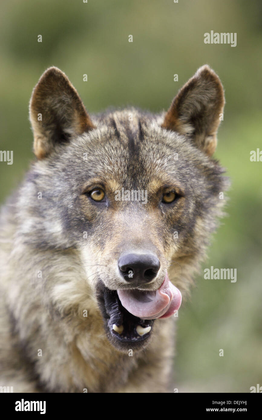 Image wolf open mouth hi-res stock photography and images - Alamy