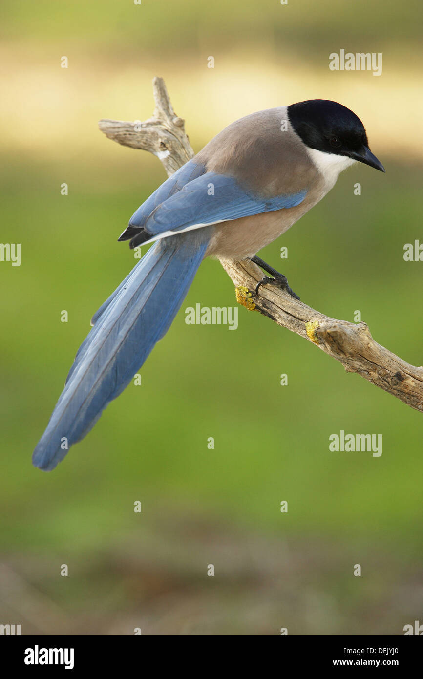 Azure-winged Magpie (Cyanopica cyana), Doñana National Park. Andalucia ...