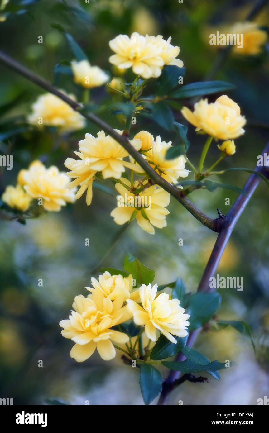 Lady Banks Rose Stock Photos & Lady Banks Rose Stock Images - Alamy