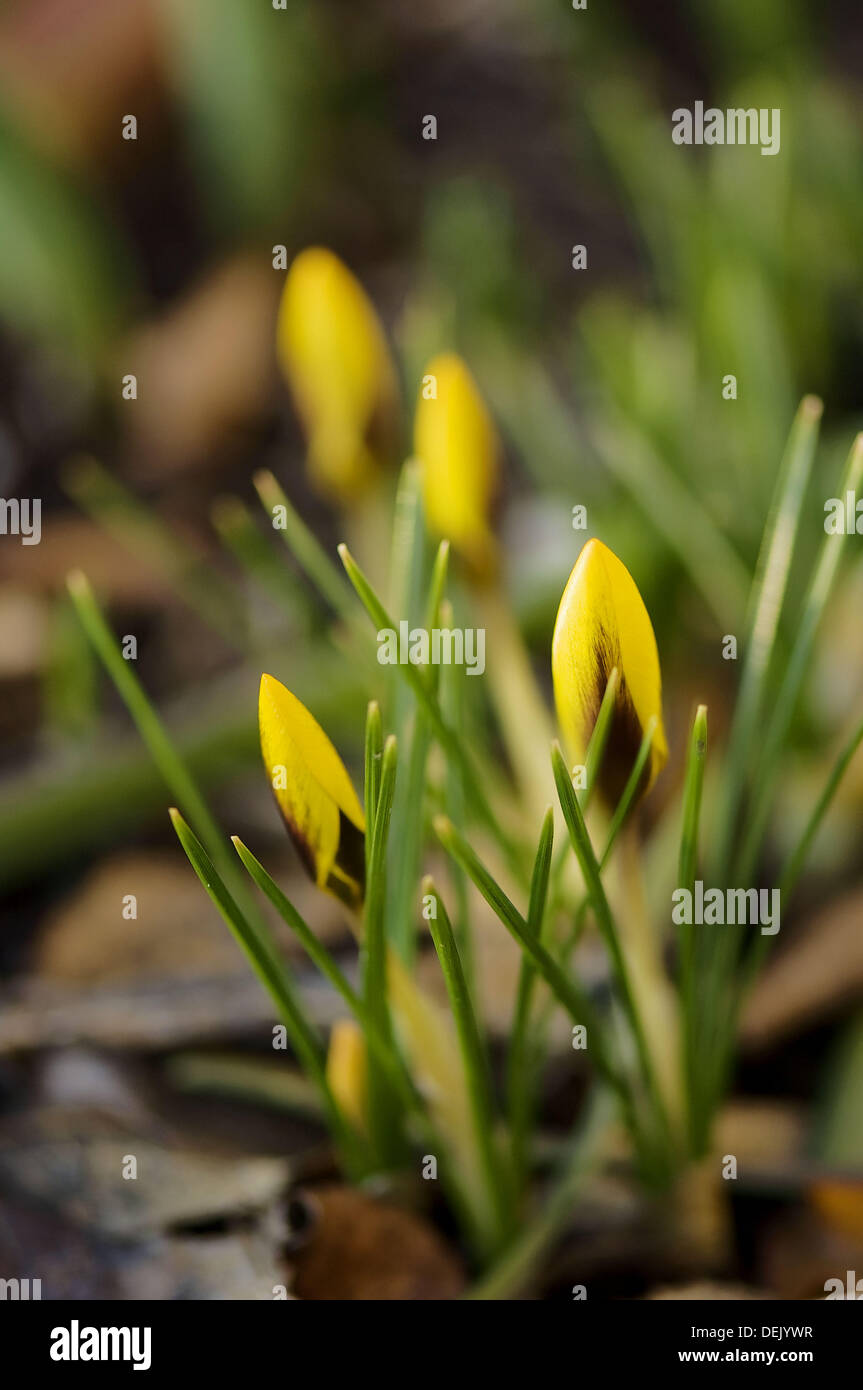 Yellow Crocus Buds. Giant Crocus vernus Golden Yellow. February 2008 ...