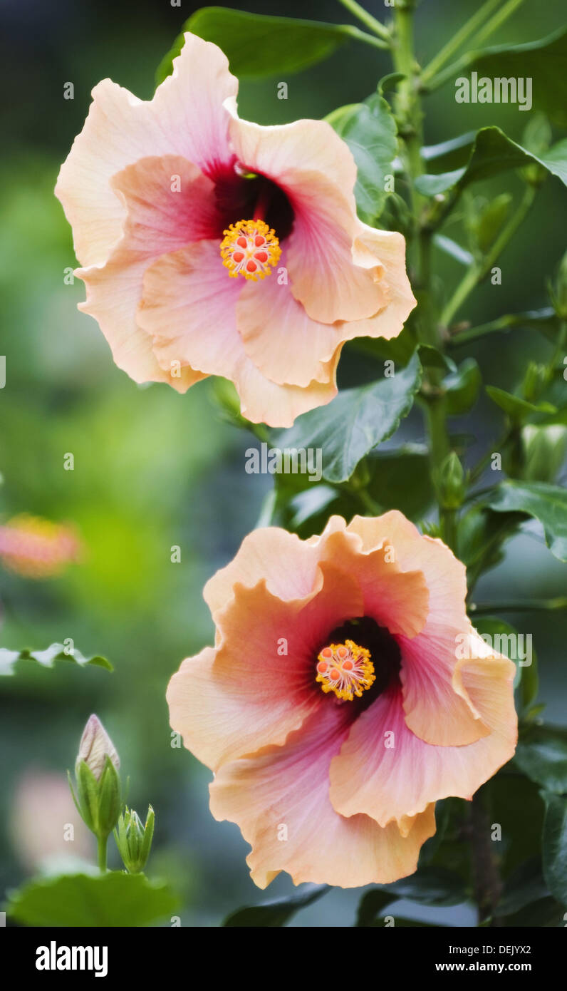 China Rose Flower High Resolution Stock Photography and Images - Alamy