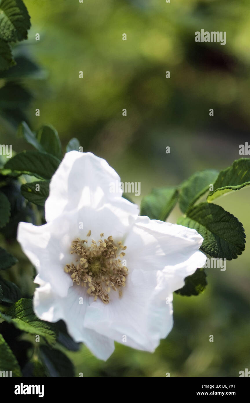 Rugosa Alba High Resolution Stock Photography and Images - Alamy