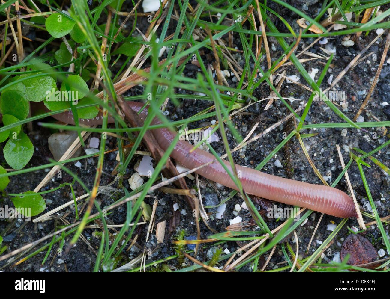 Regenwurm hi-res stock photography and images - Alamy