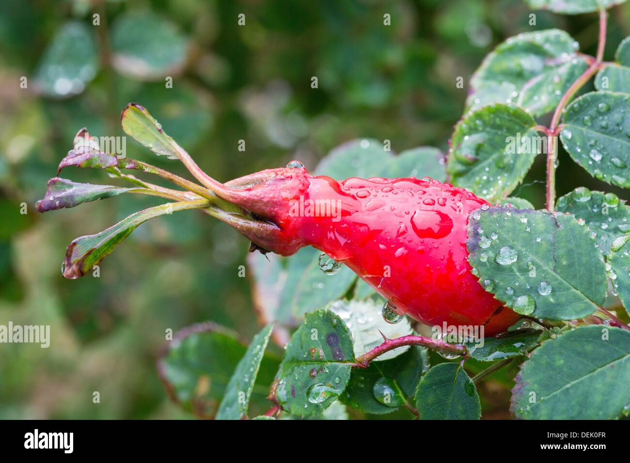 red dog rose Stock Photo - Alamy