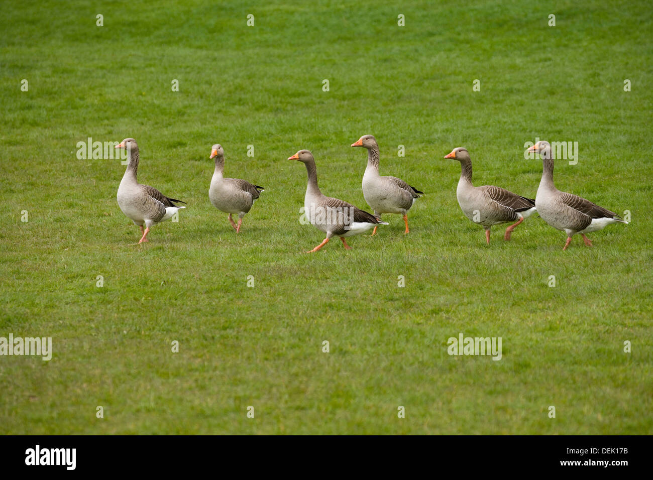Greylag goose walk grass bird animal anser anser hi-res stock ...