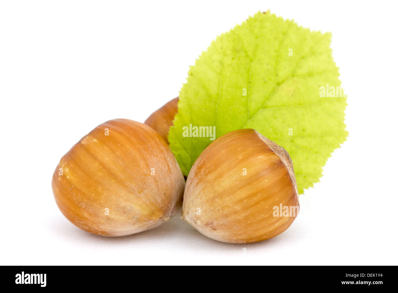 Hazelnuts with leaf over a white background Stock Photo - Alamy