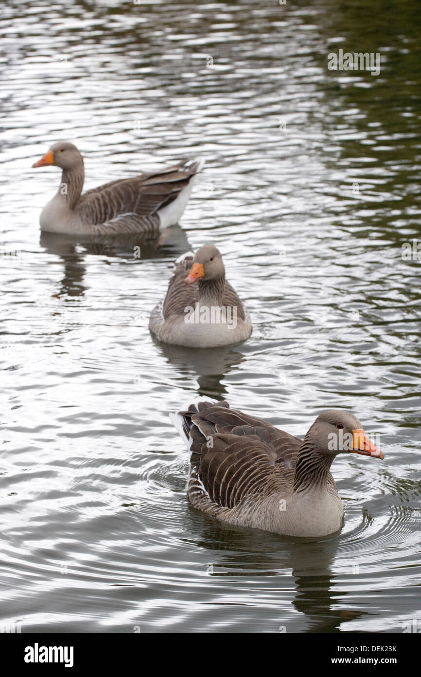 Western Greylag Geese (Anser anser anser). Coltishall Common, River ...