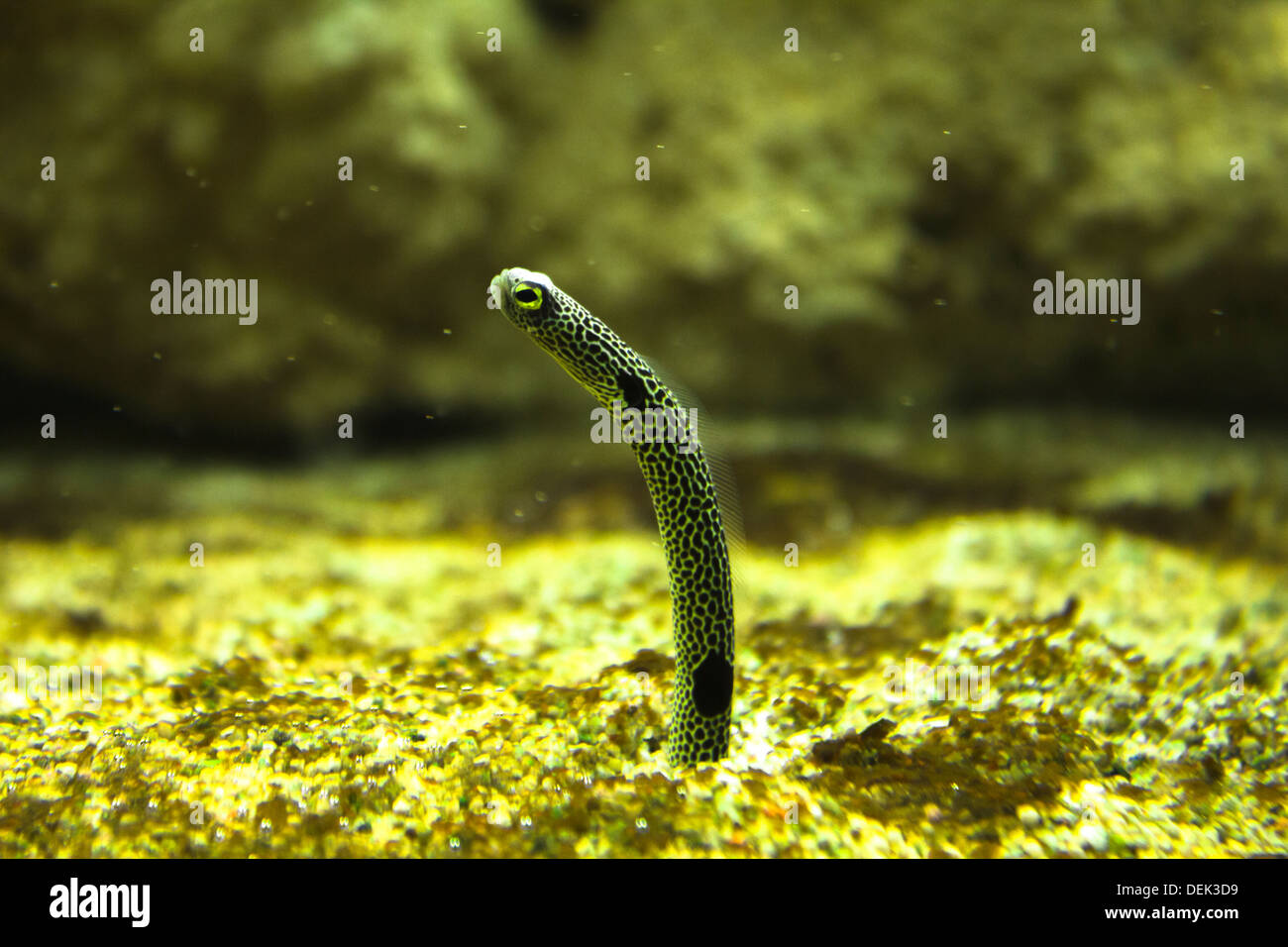 Garden eel hi-res stock photography and images - Alamy