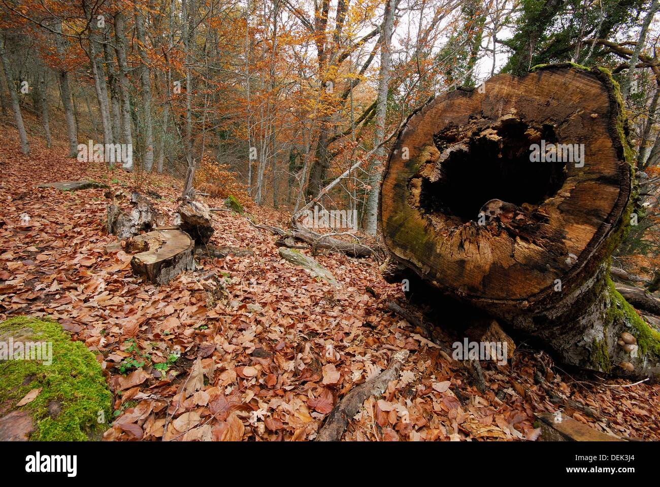 Beechwood log hi-res stock photography and images - Alamy