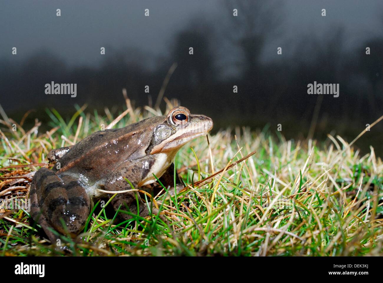 Agile frog rana dalmatina in untzaga hi-res stock photography and ...