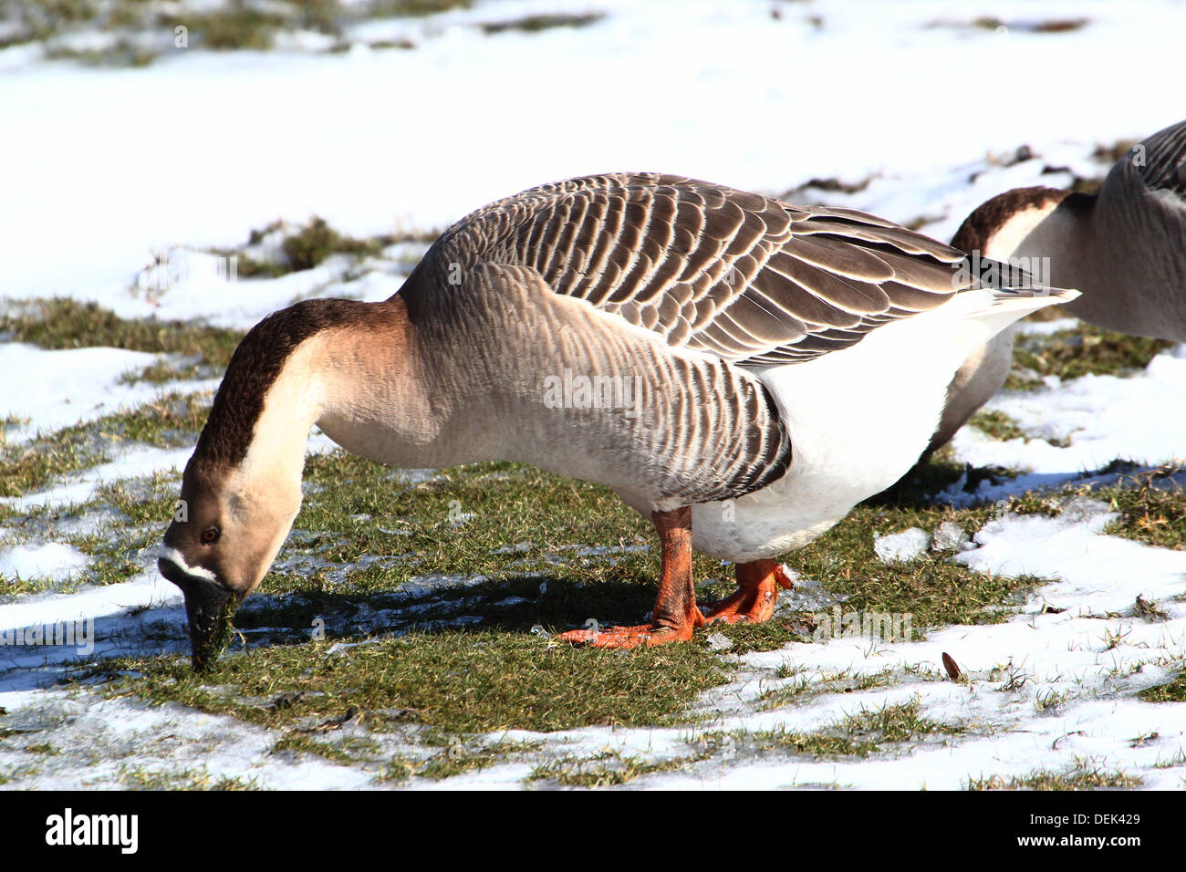 Chinese Geese Close Up High Resolution Stock Photography and Images - Alamy