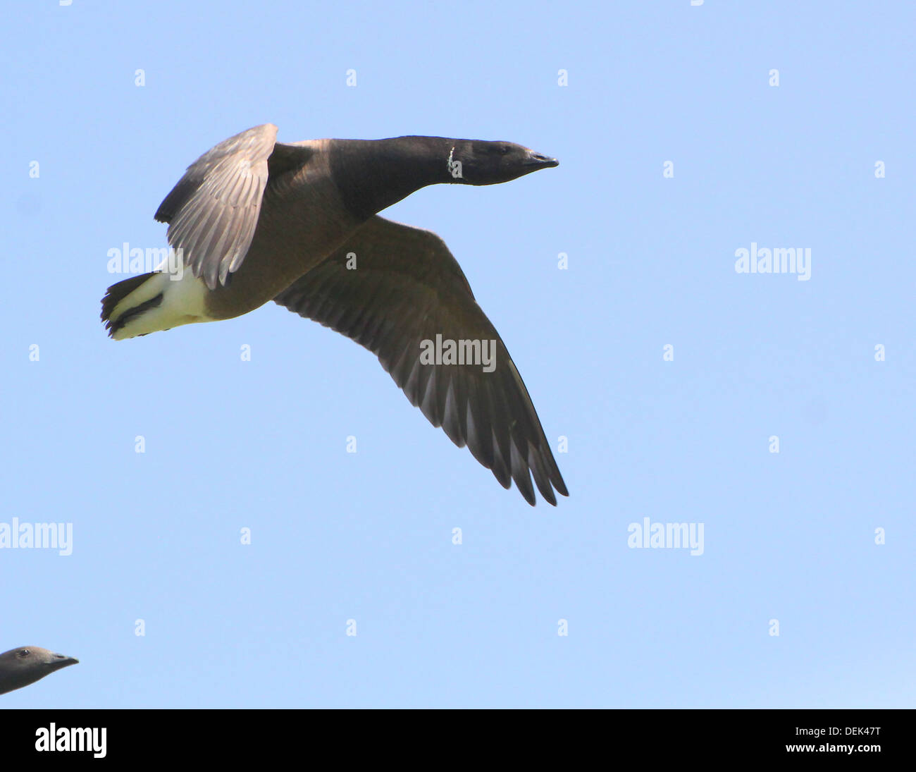 Dark-bellied Brent Goose (Branta bernicla) in flight Stock Photo - Alamy