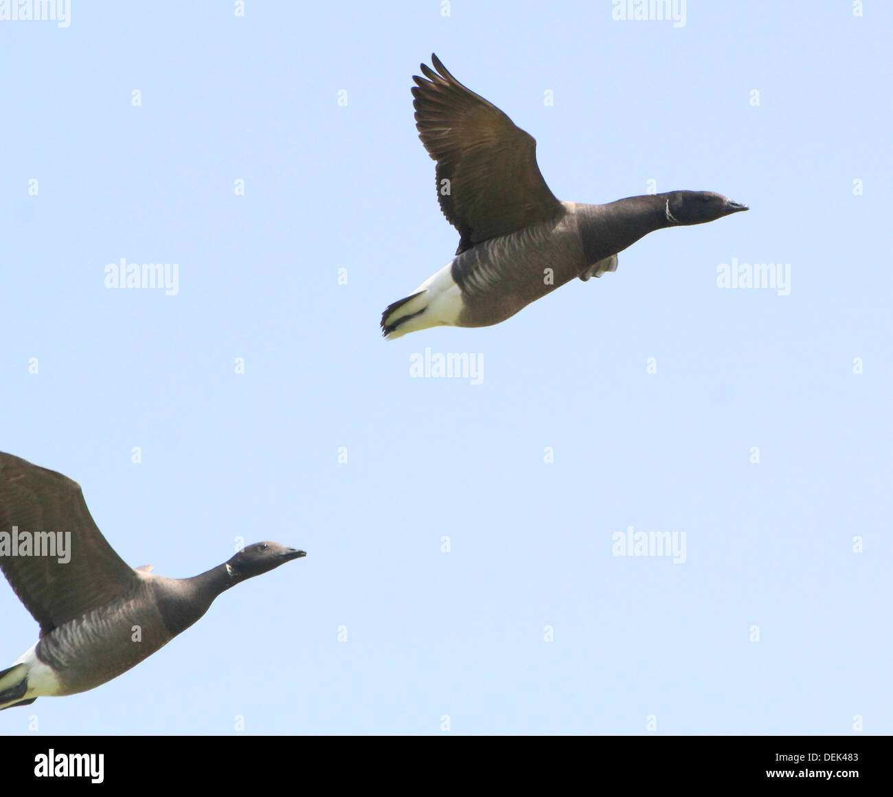 Dark-bellied Brent Goose (Branta bernicla) in flight Stock Photo - Alamy