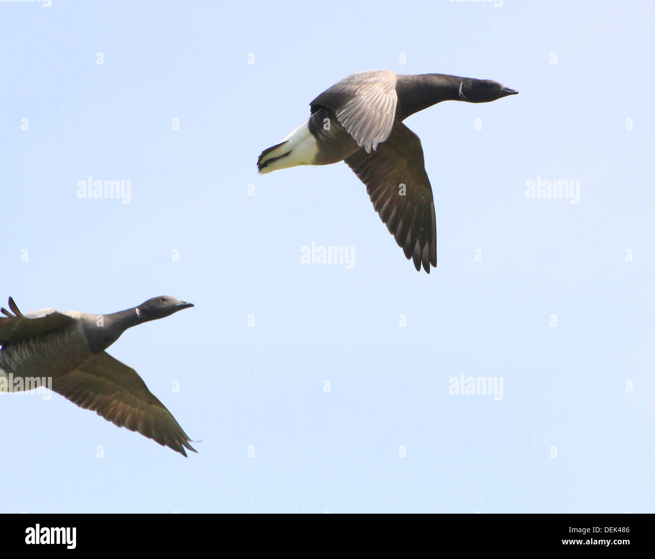 Dark-bellied Brent Goose (Branta bernicla) in flight Stock Photo - Alamy