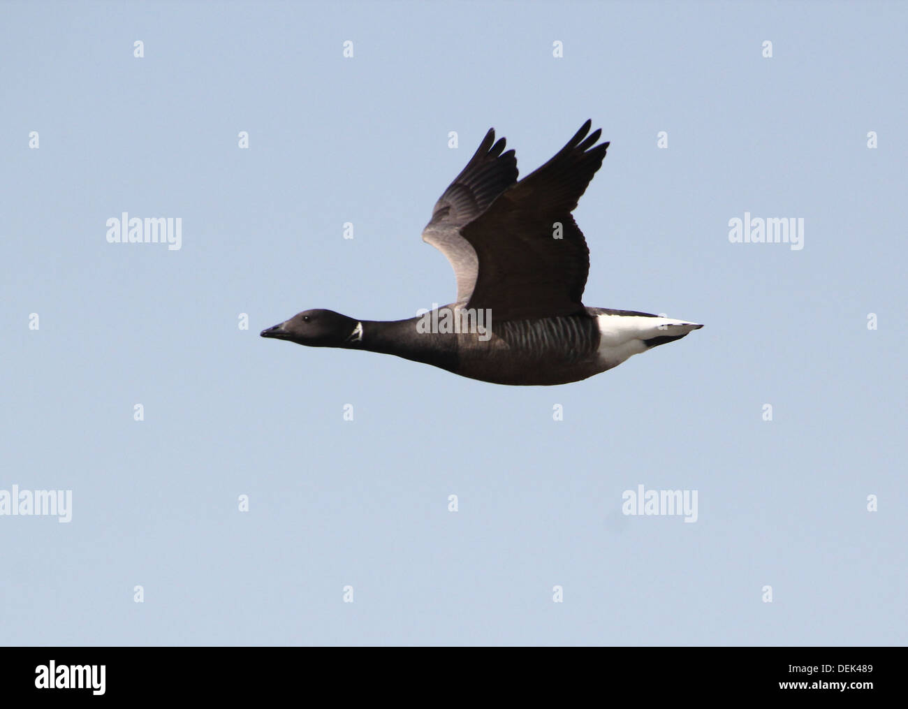 Light bellied brent flying hi-res stock photography and images - Alamy