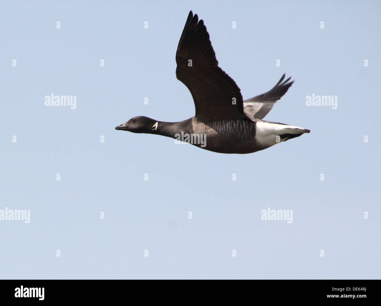 Dark-bellied Brent Goose (Branta bernicla) in flight Stock Photo - Alamy