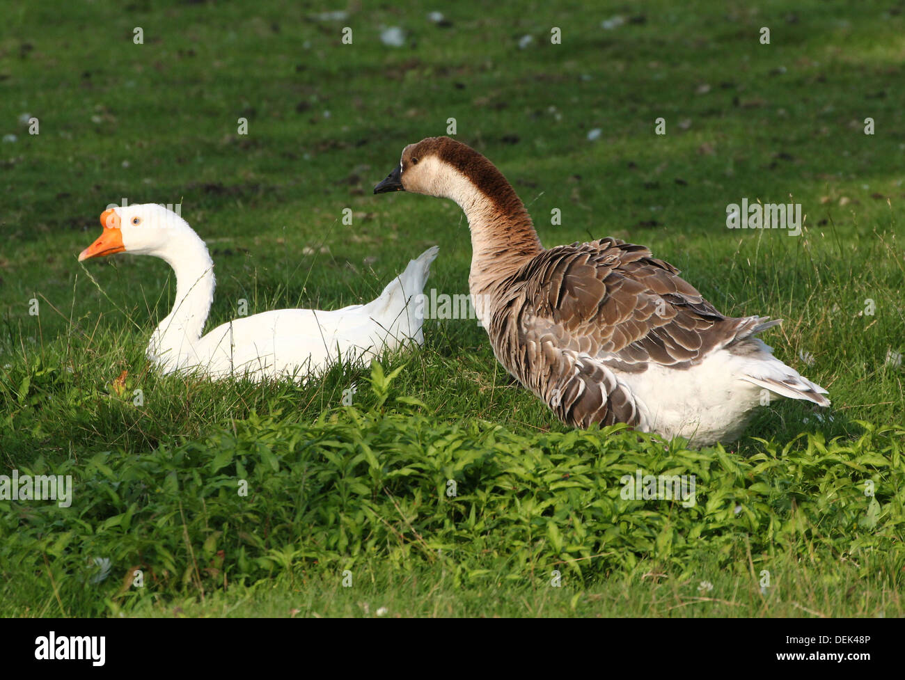 Chinese geese close up hi-res stock photography and images - Alamy