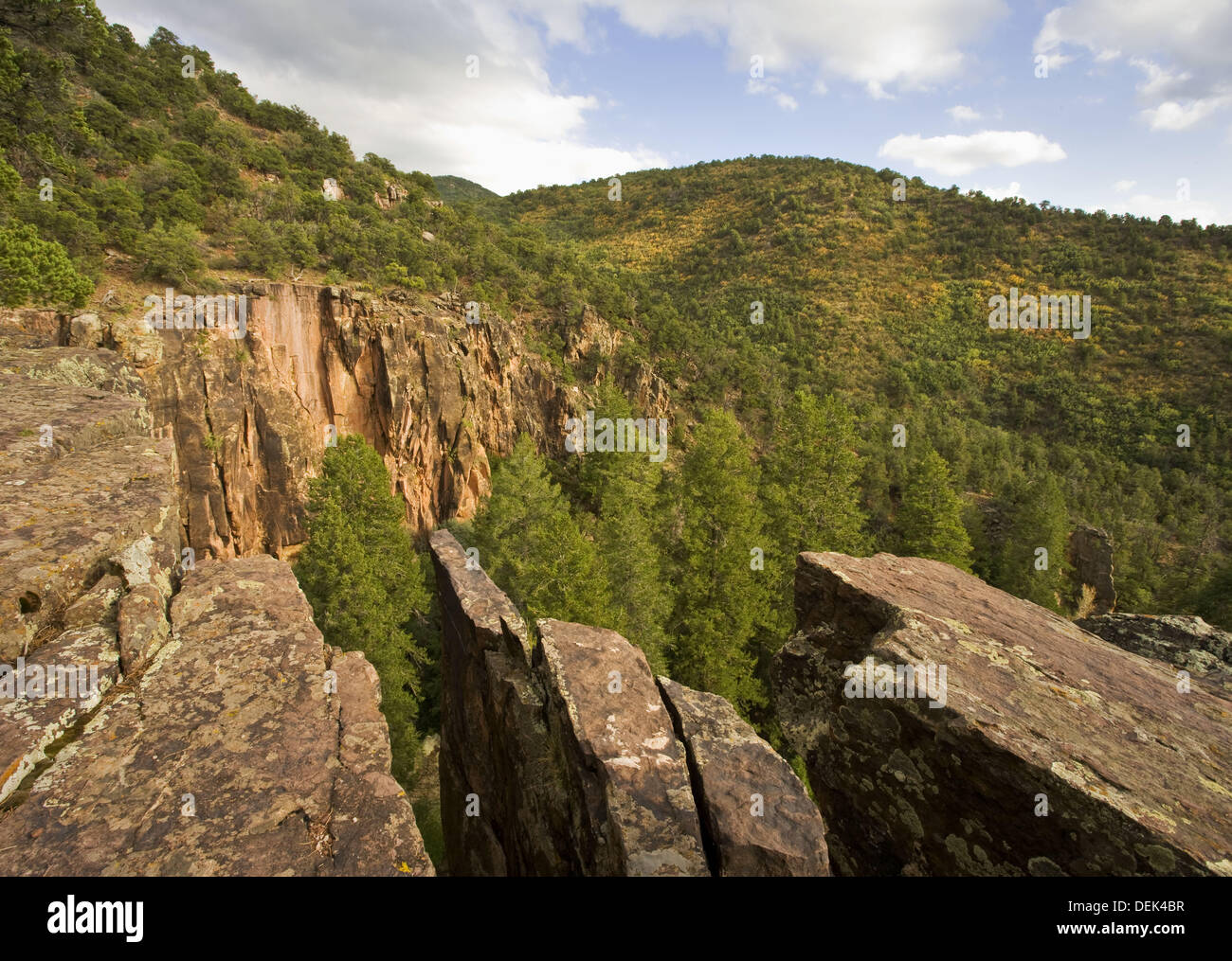 Thick forest hi-res stock photography and images - Alamy