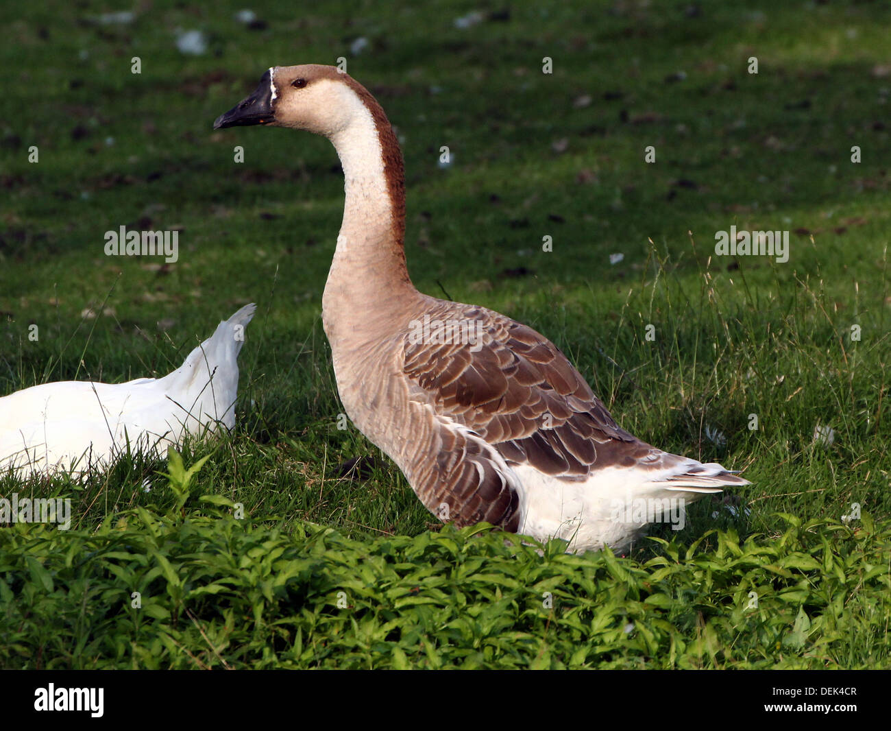 Chinese anser cygnoides hi-res stock photography and images - Alamy