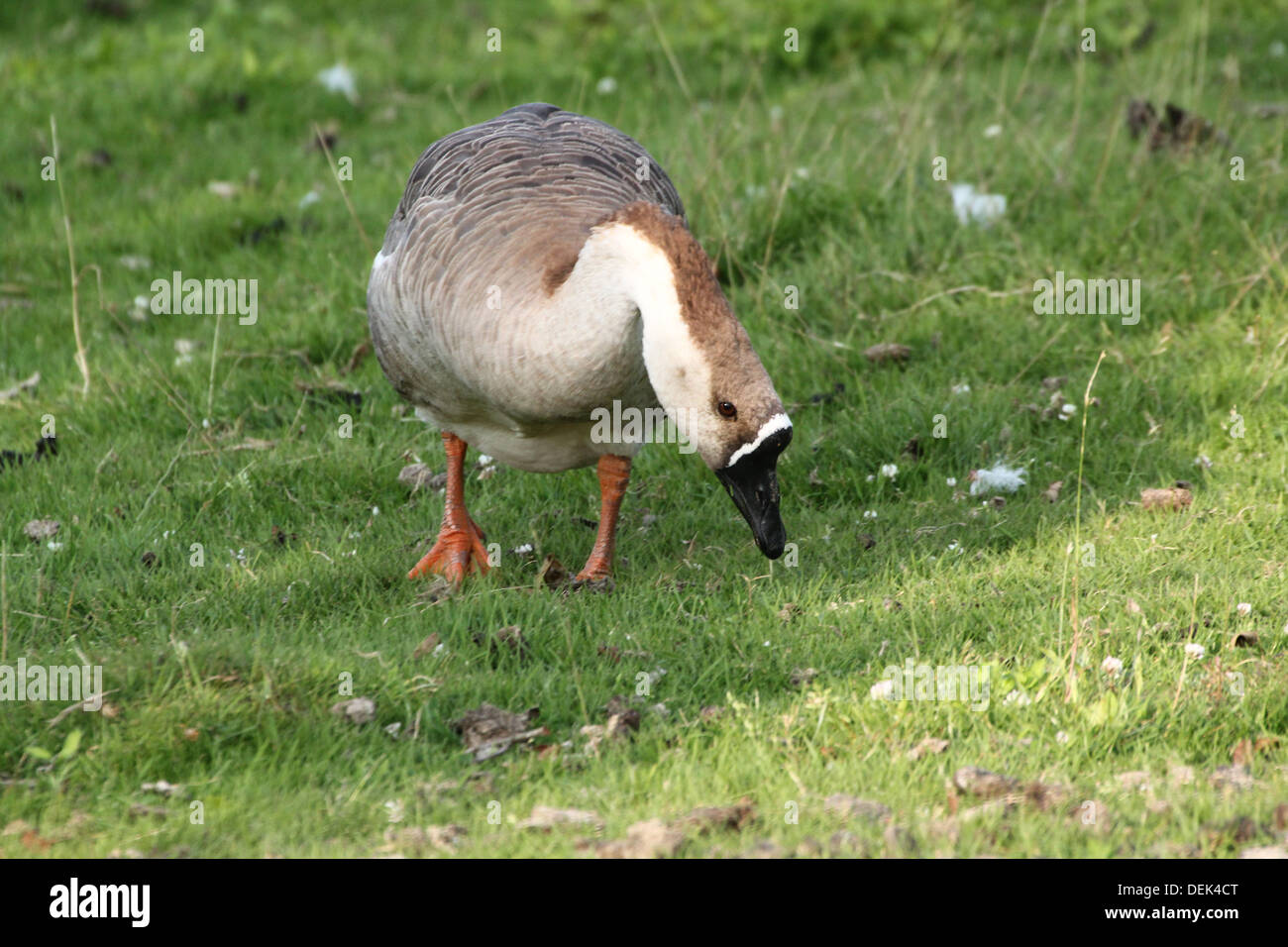 Chinese anser cygnoides hi-res stock photography and images - Alamy