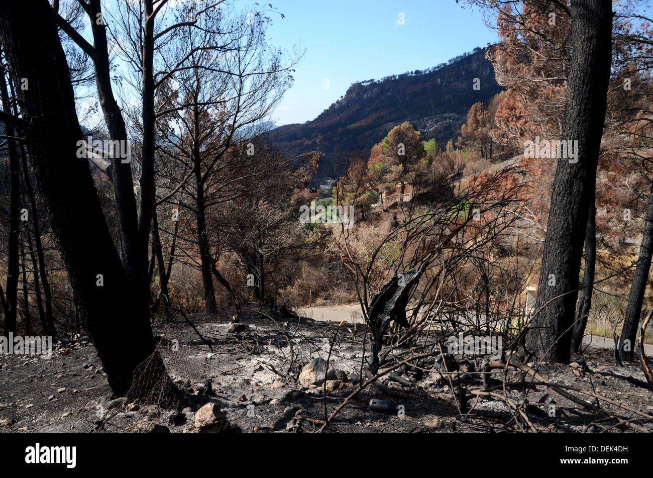 Picture aftermath forest fire hi-res stock photography and images - Alamy