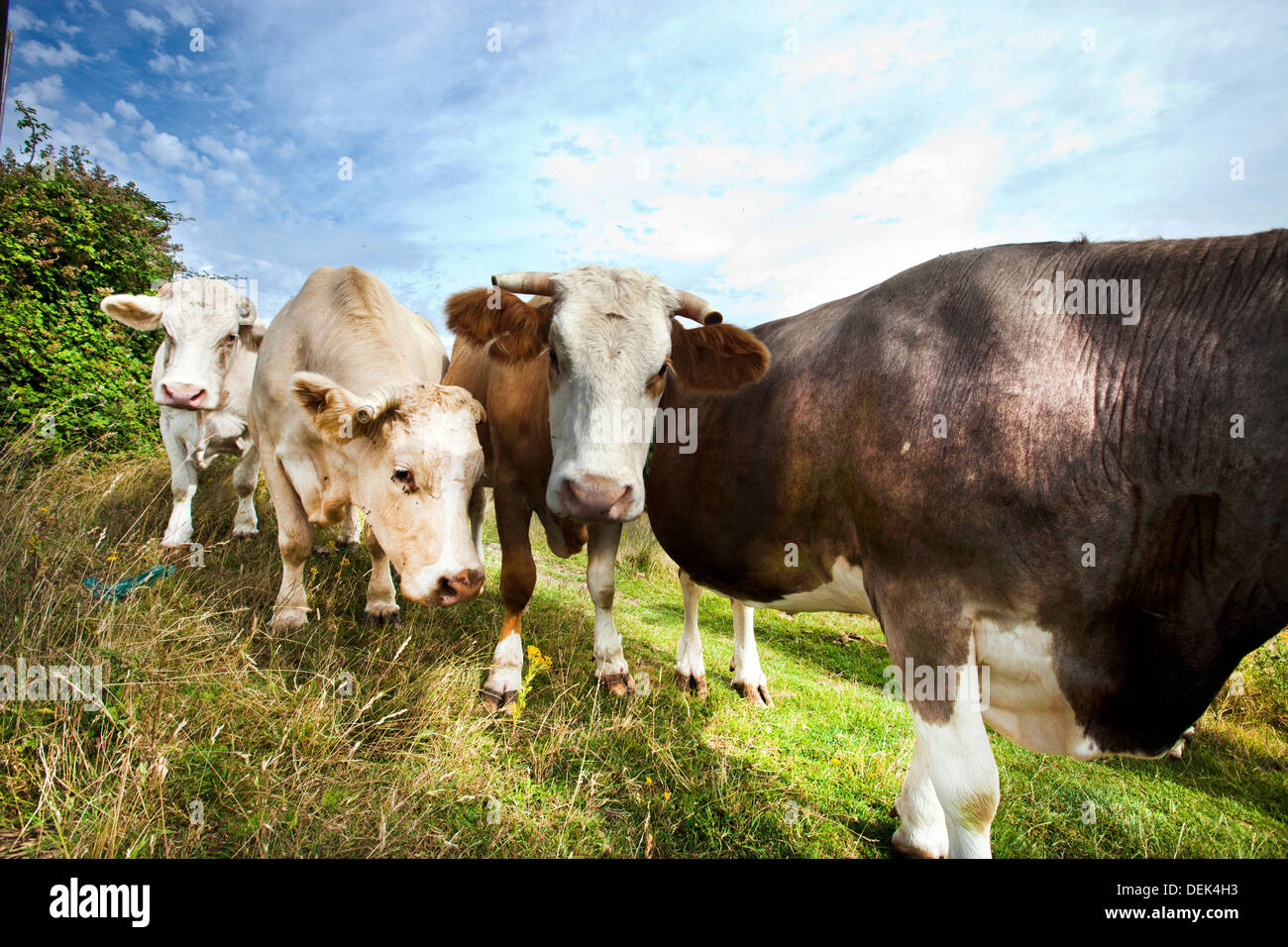 Close up cows hi-res stock photography and images - Alamy