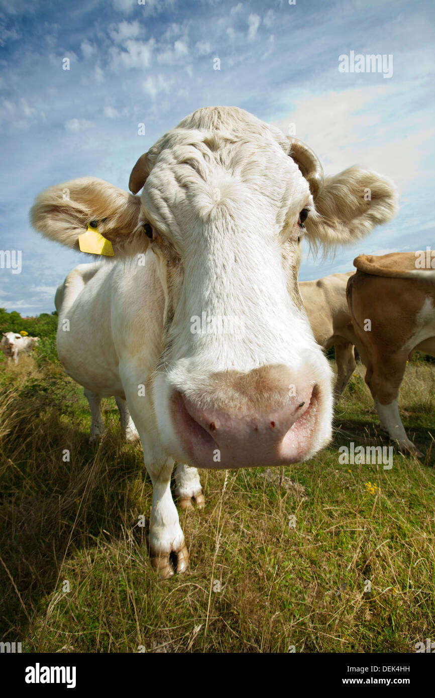 Blue sky with cow hi-res stock photography and images - Alamy