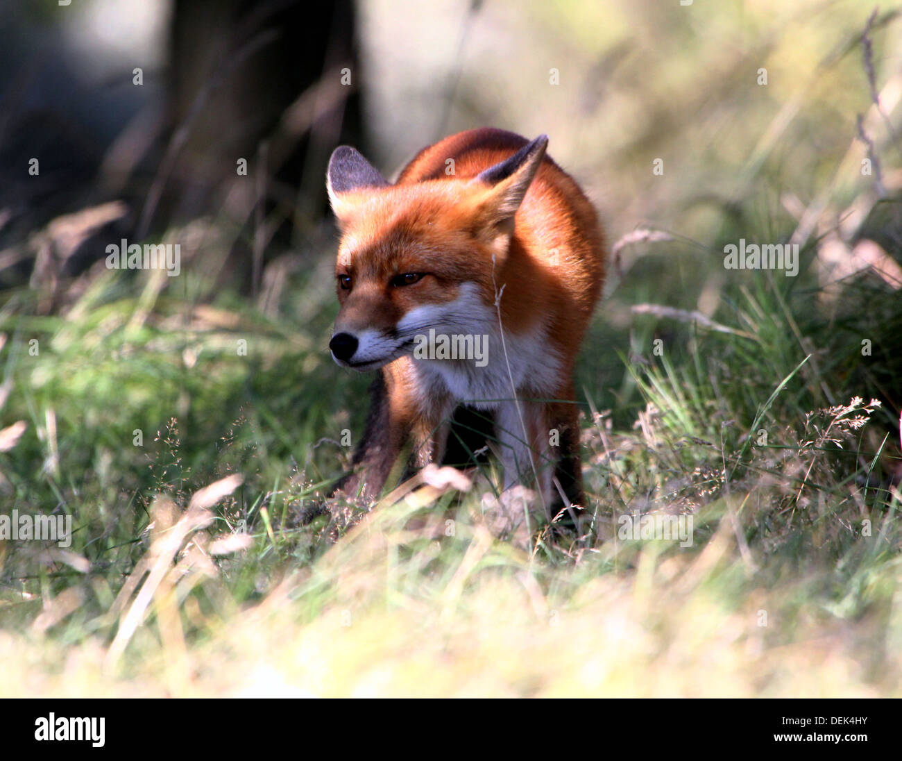 Red fox in various pose while hunting, drinking water & sniffing out a ...