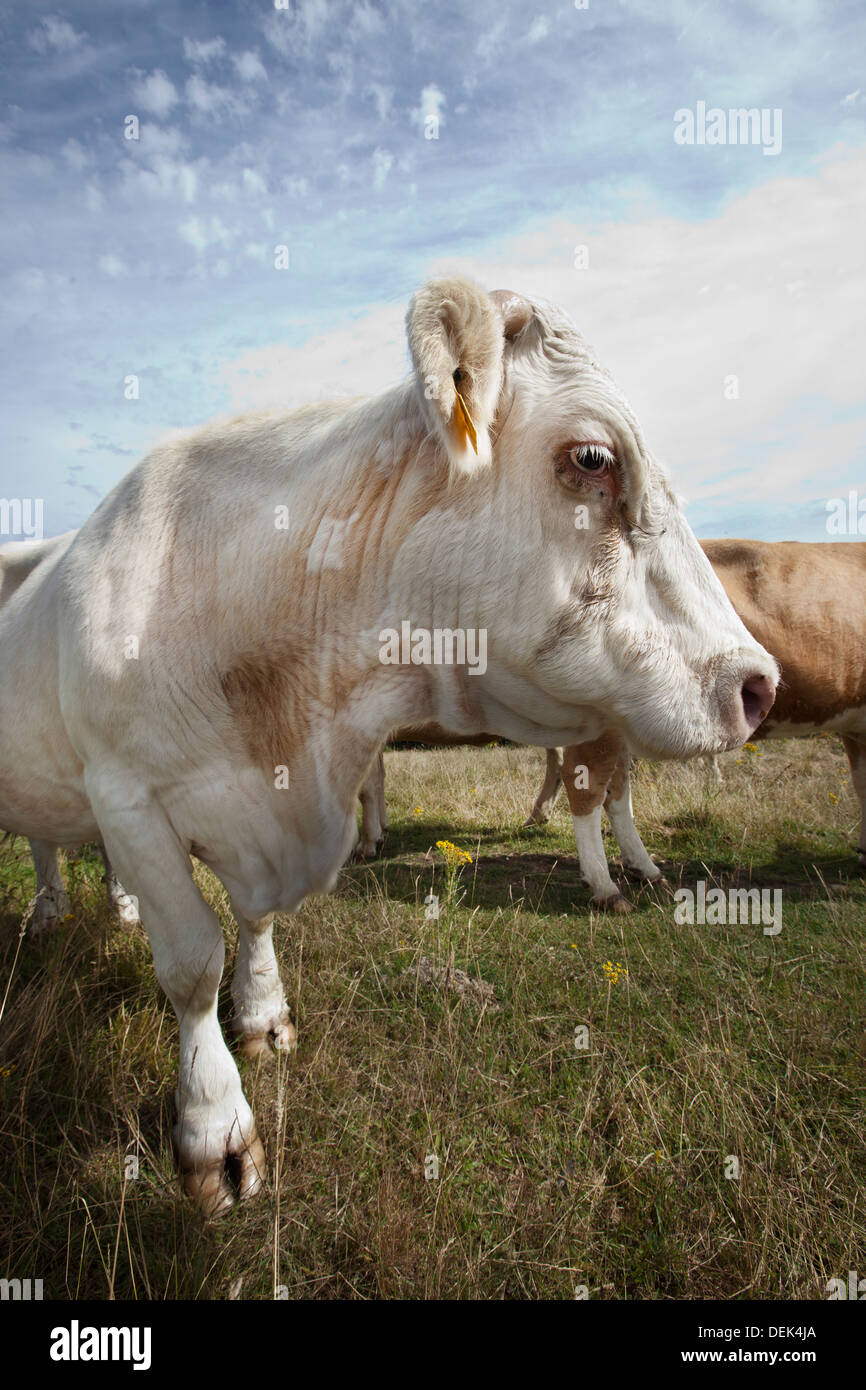 Blue sky with cow hi-res stock photography and images - Alamy