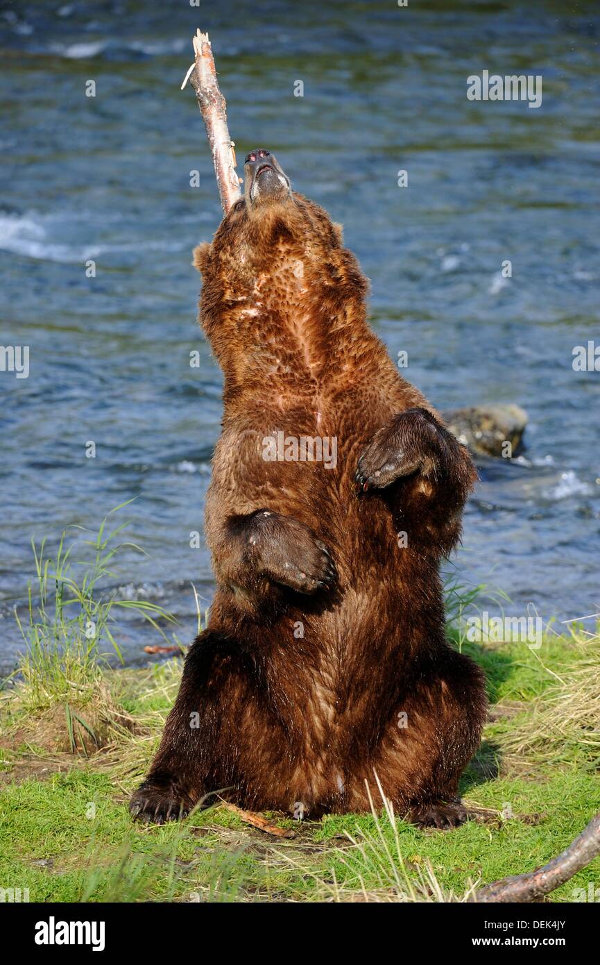 Grizzly bear scratching hi-res stock photography and images - Alamy