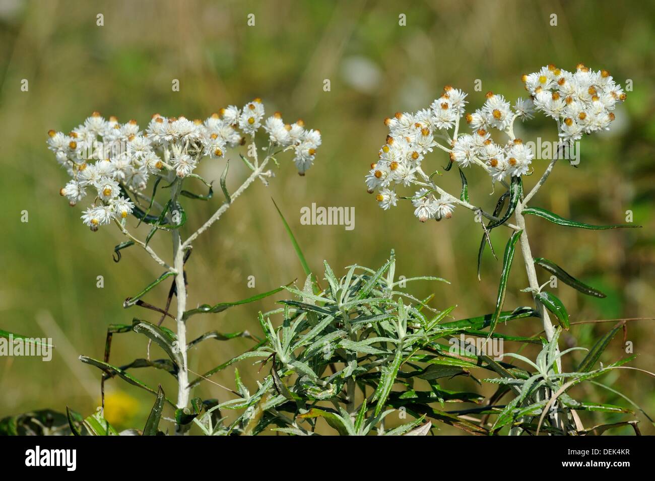 Cape Everlasting High Resolution Stock Photography and Images - Alamy