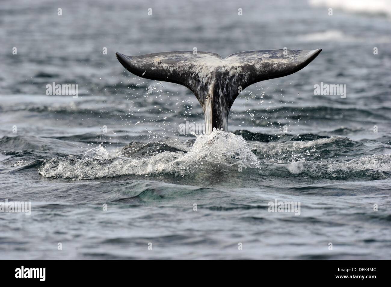 Swim tail hi-res stock photography and images - Alamy