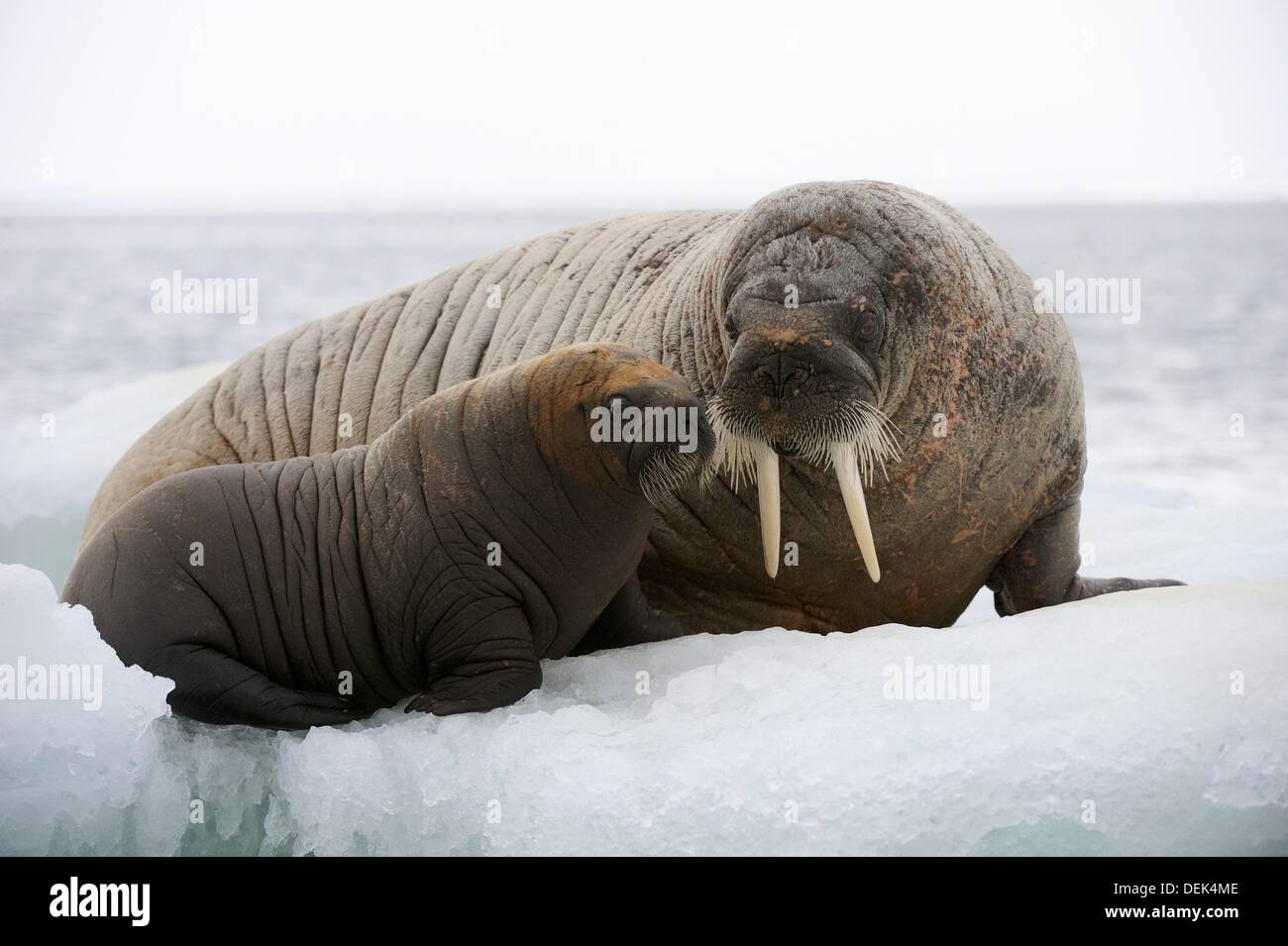 Walrus Calf High Resolution Stock Photography and Images - Alamy