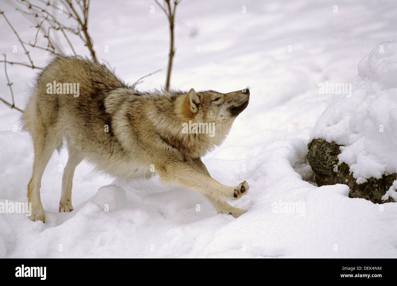 Gray wolf canis lupus stretching hi-res stock photography and images ...