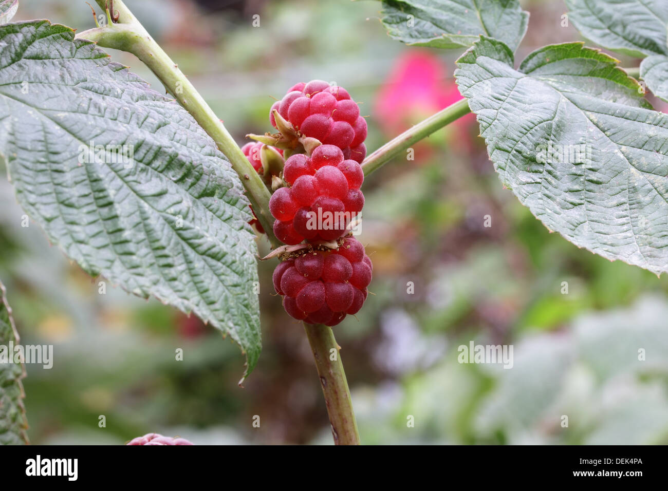 Plants berry hi-res stock photography and images - Alamy