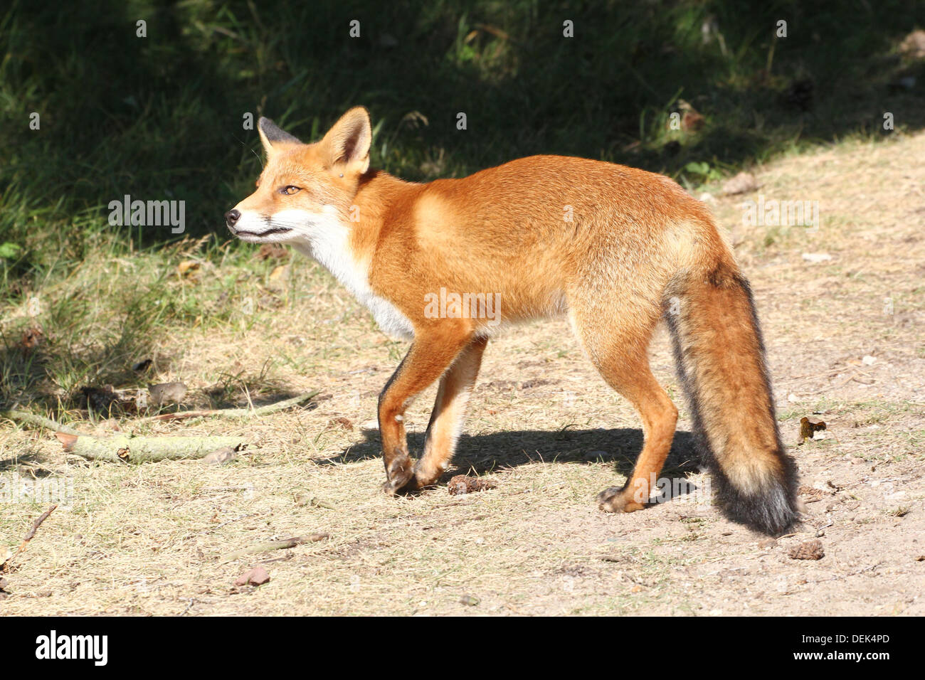 European Red fox in various pose while hunting, drinking water ...