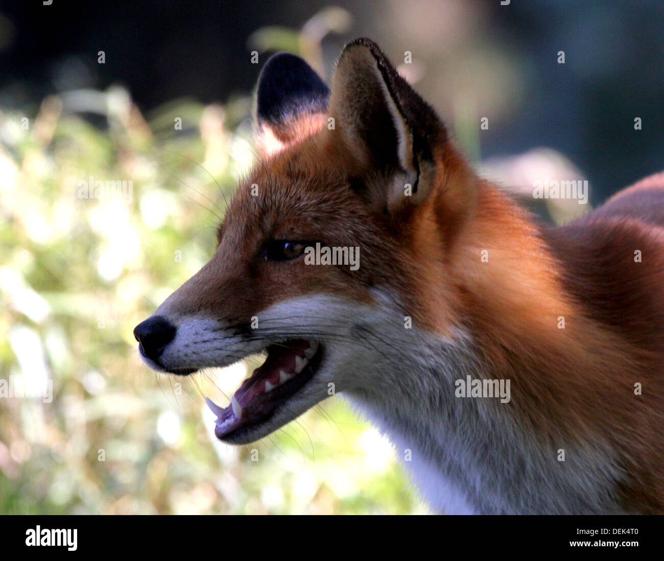 Backlit European Red fox (vulpes vulpes) in close-up, teeth bared Stock ...