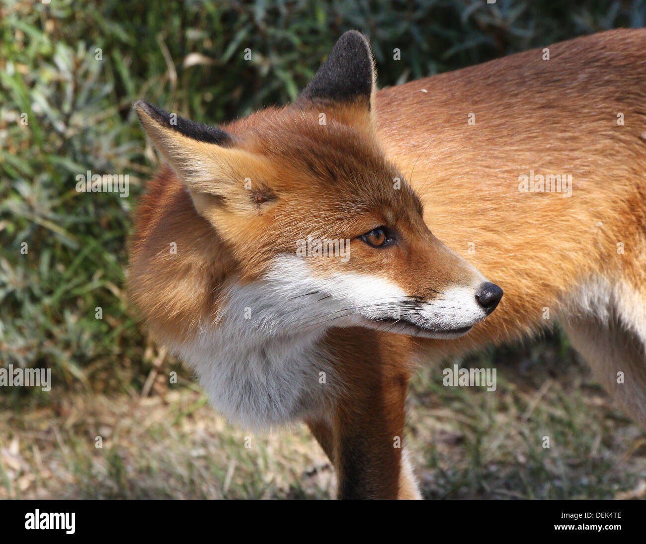Red fox in various pose while hunting, drinking water & sniffing out a ...