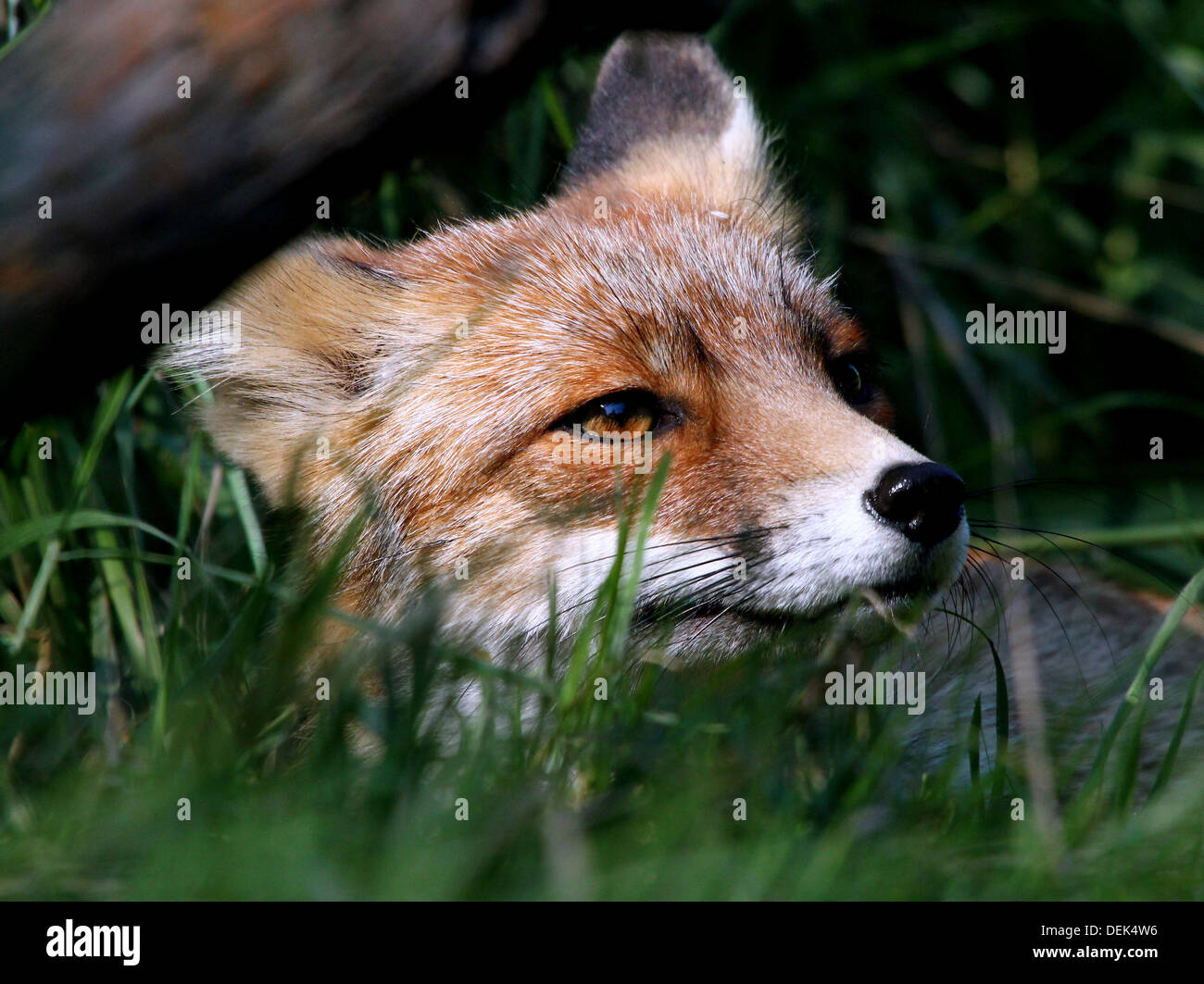 Red fox in hiding, close-up Stock Photo - Alamy