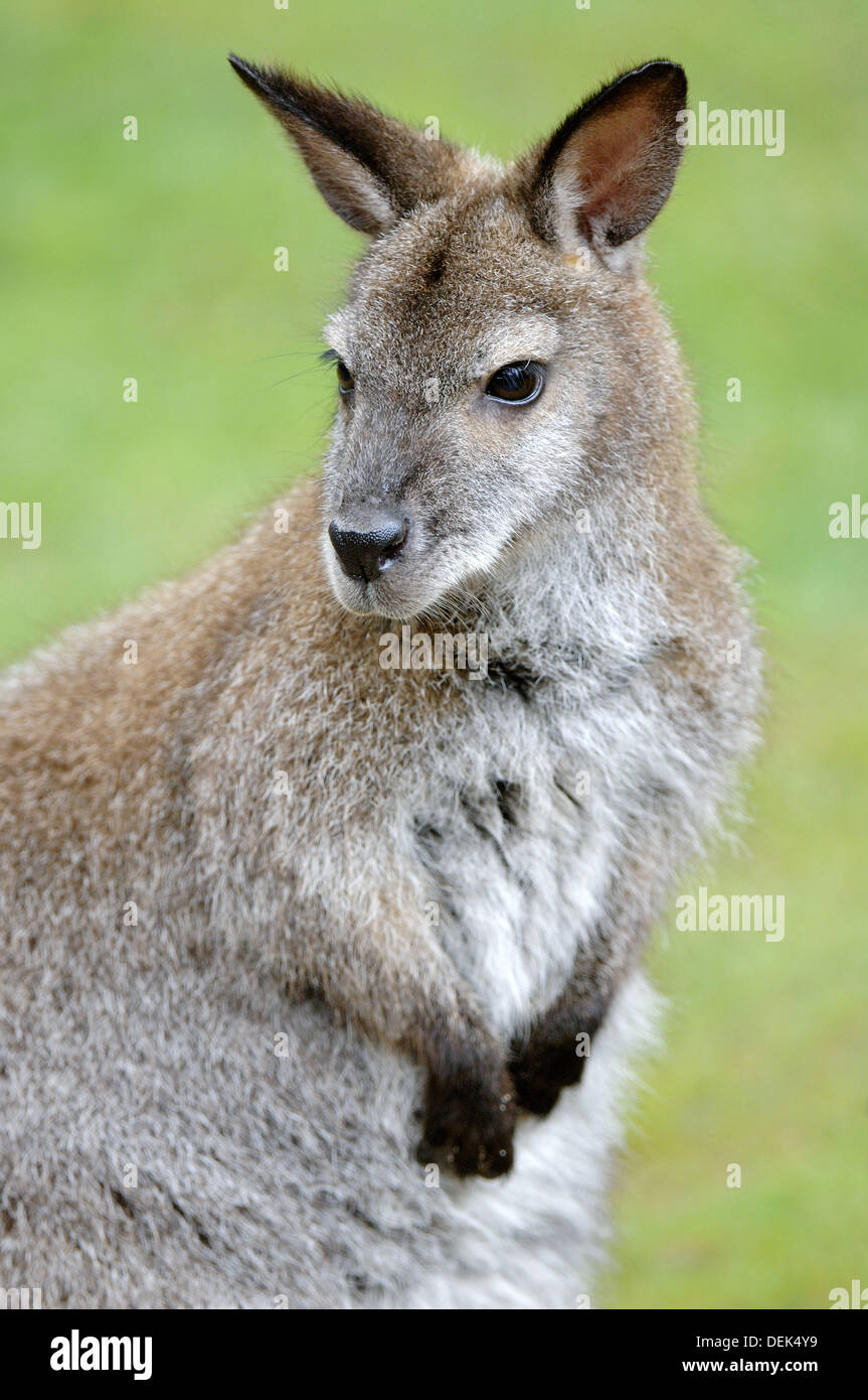 Wallaby species hi-res stock photography and images - Alamy