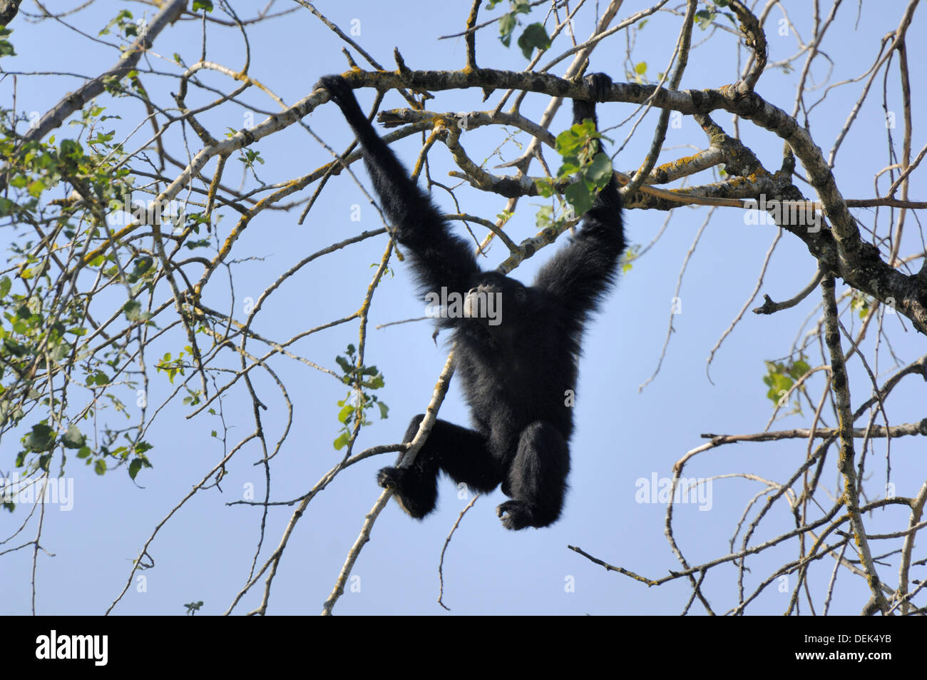 Hanging eye hi-res stock photography and images - Alamy