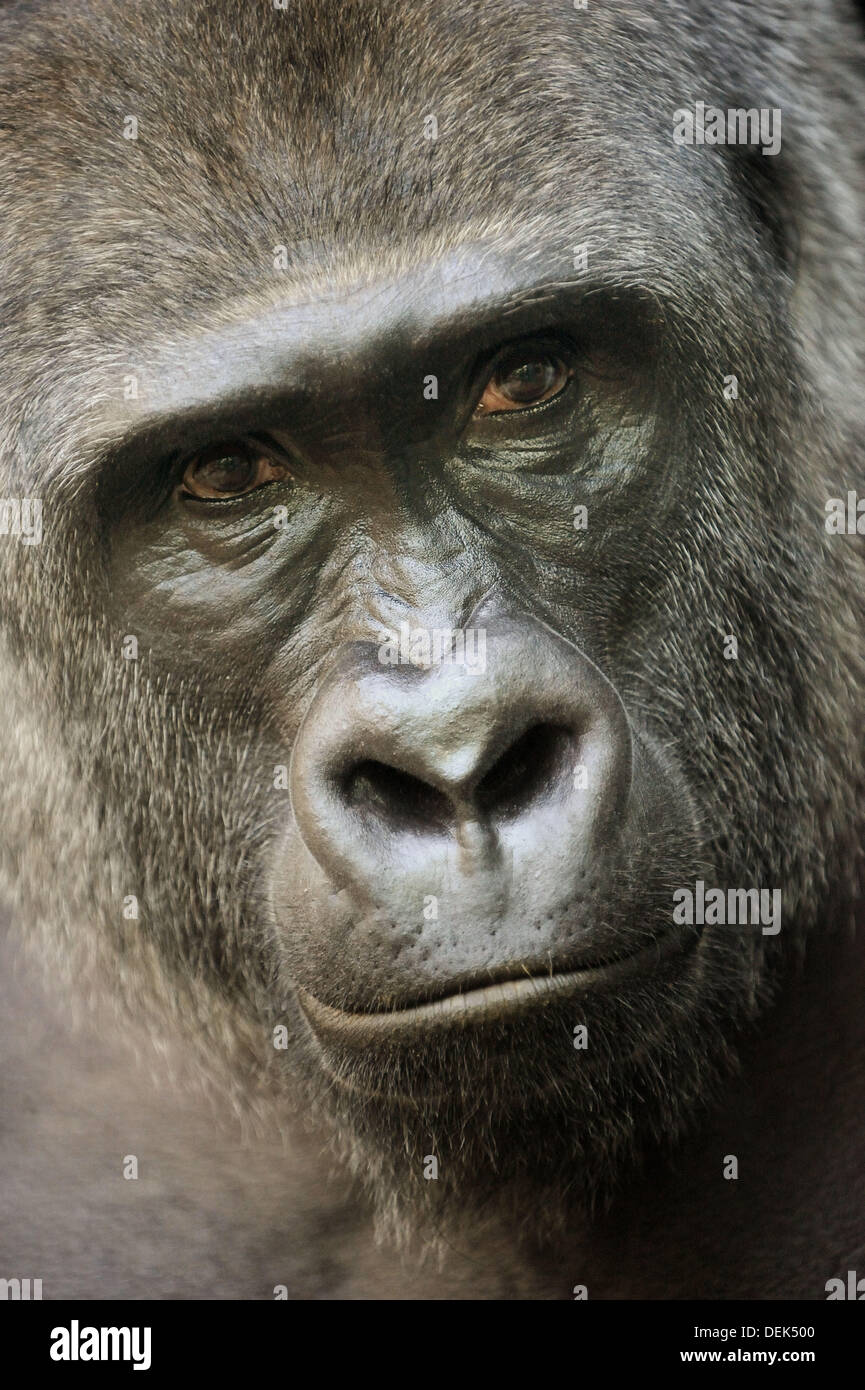 Male Silverback Western Lowland Gorilla High Resolution Stock ...