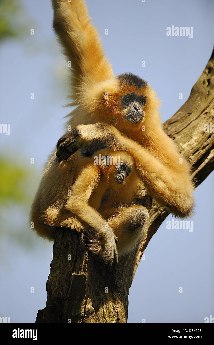 Vulnerable iucn vu hi-res stock photography and images - Alamy