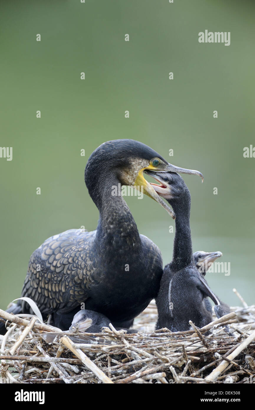 Common cormorant hi-res stock photography and images - Alamy