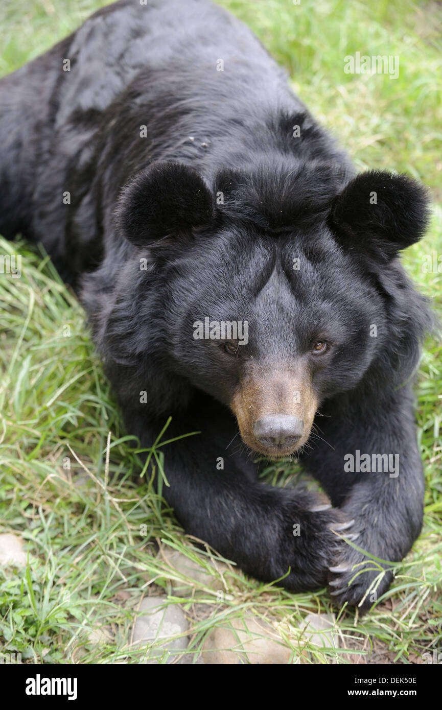 China bear rescue centre hi-res stock photography and images - Alamy