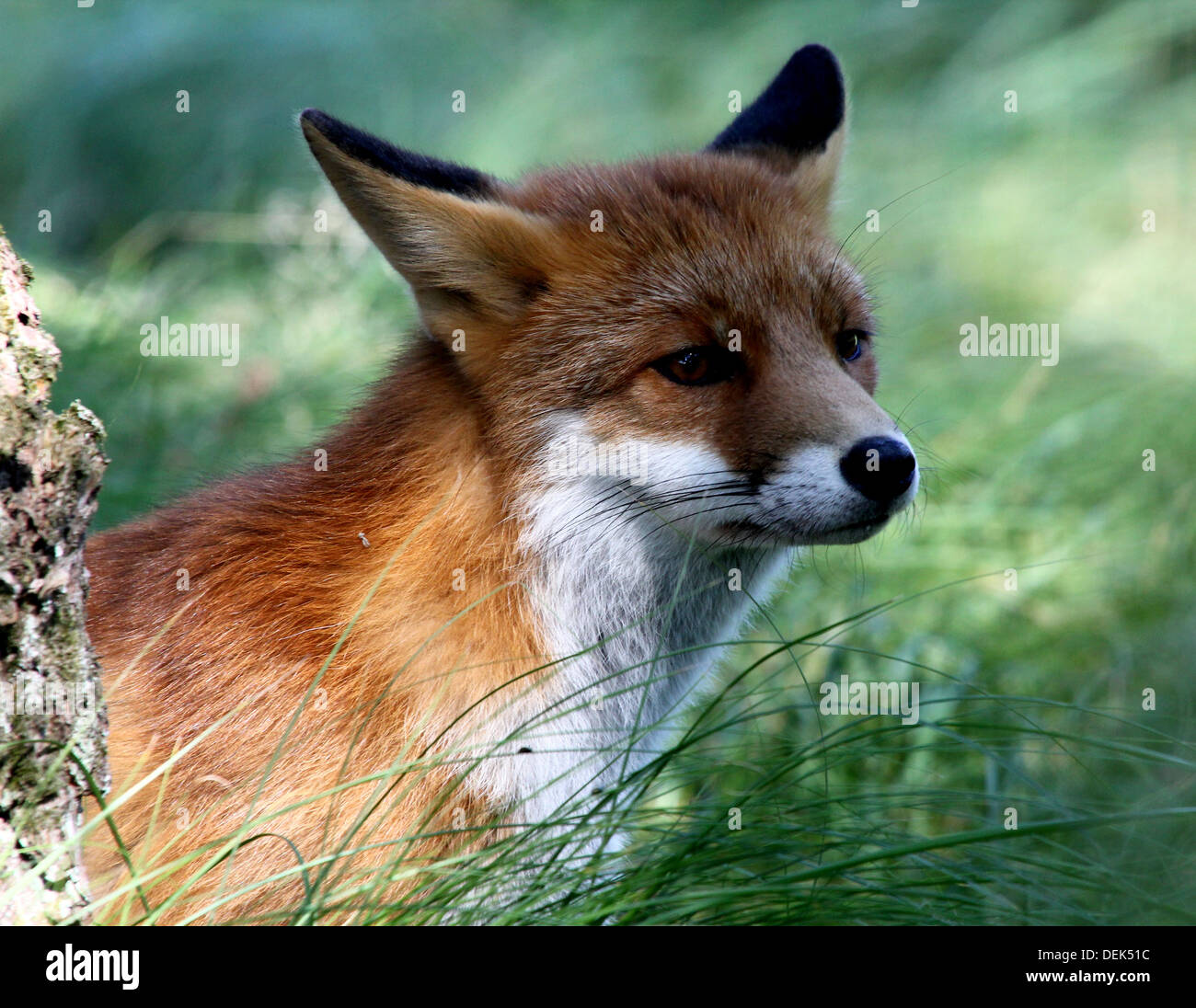 Red fox in the shade Stock Photo - Alamy