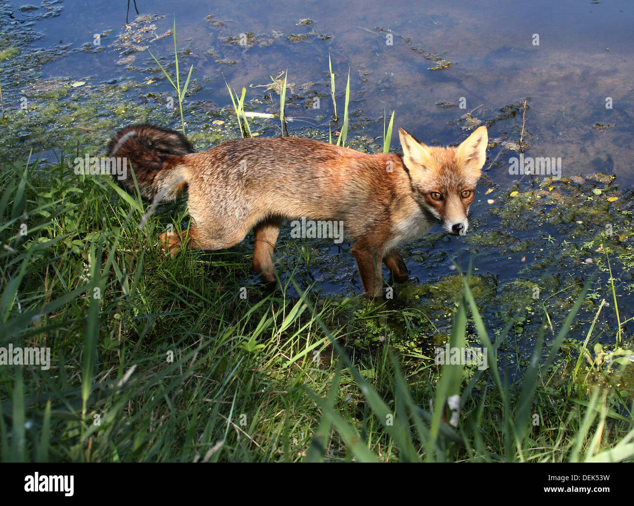 European Red fox in various pose while hunting and drinking water Stock ...