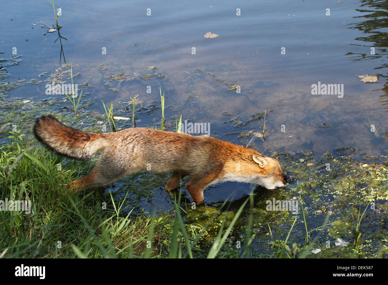 European Red fox in various poses while hunting, drinking water ...