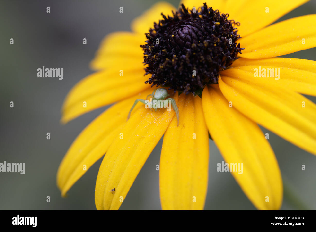 Insect on a flower Stock Photo - Alamy