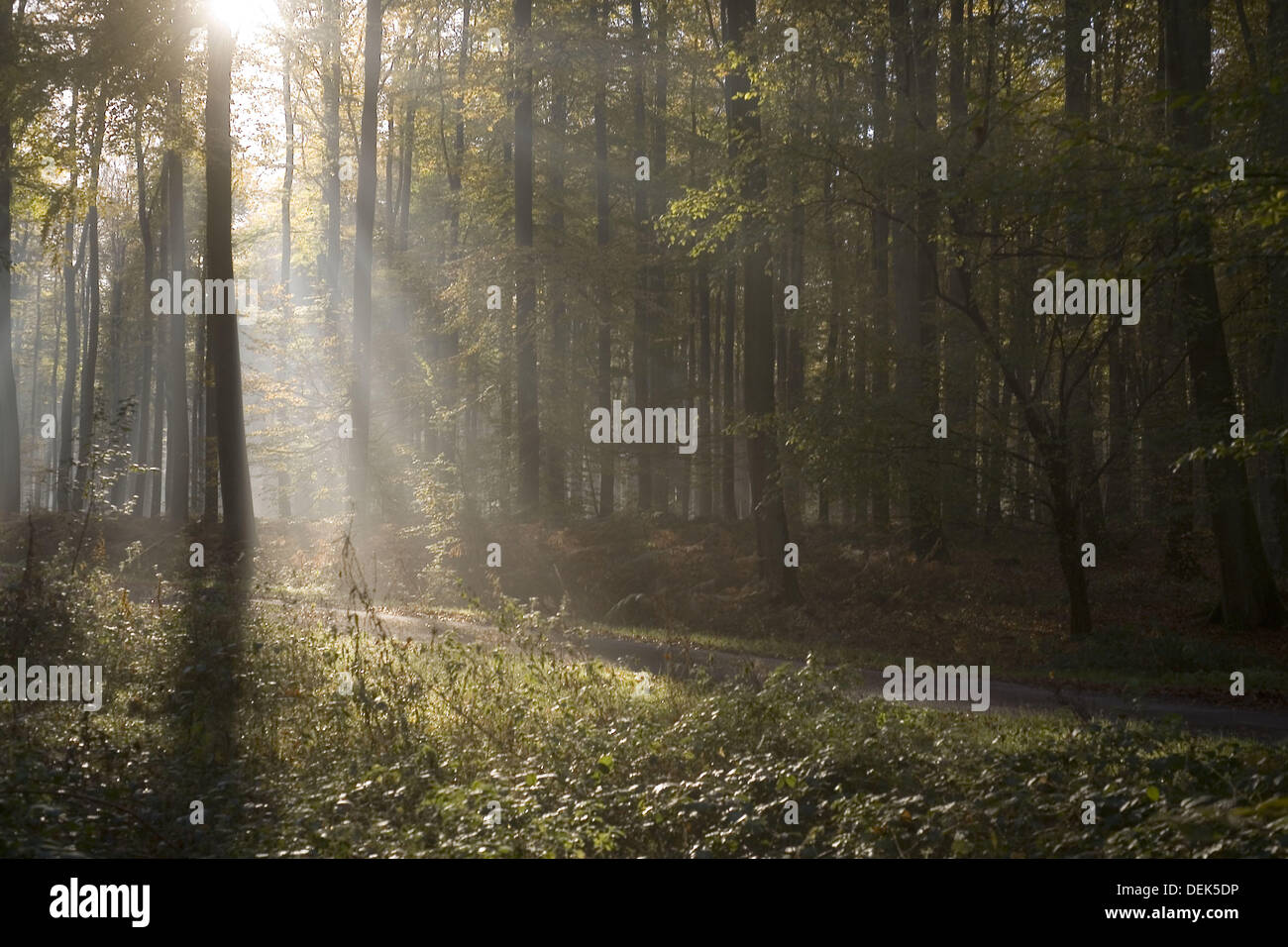 Lyon The Forest High Resolution Stock Photography and Images - Alamy